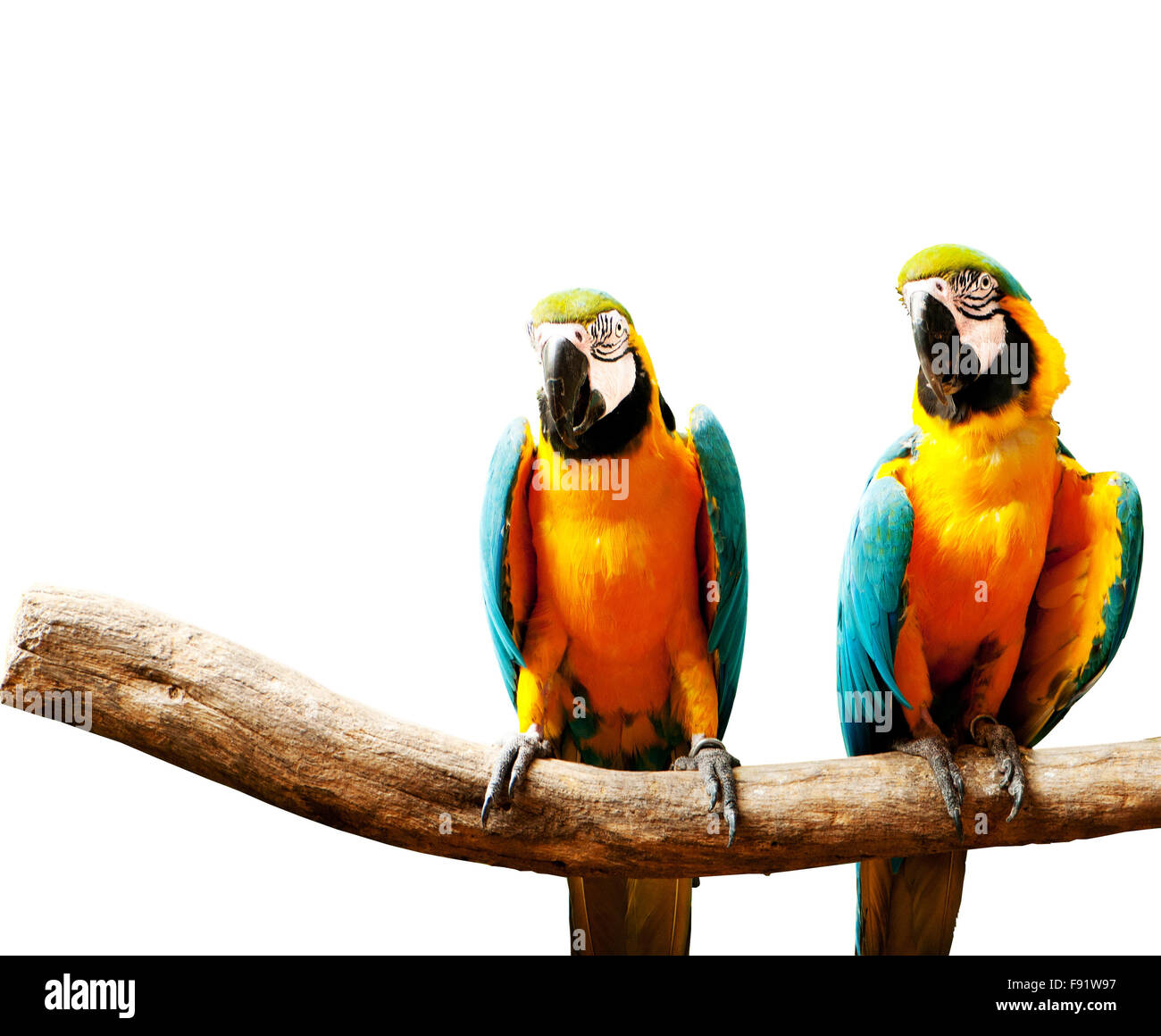 Colourful parrot bird sitting on the perch Stock Photo - Alamy