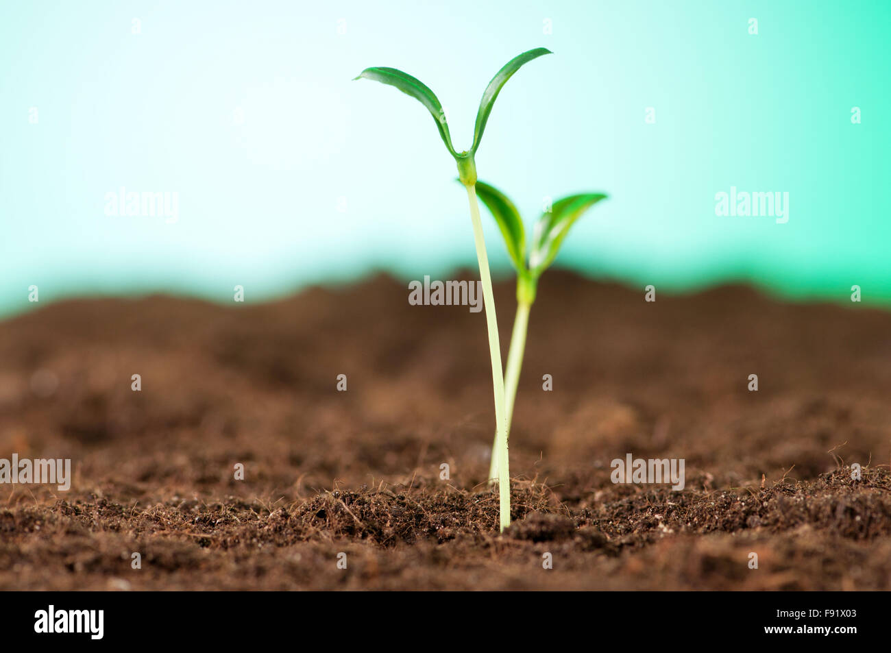 Green seedling illustrating concept of new life Stock Photo - Alamy
