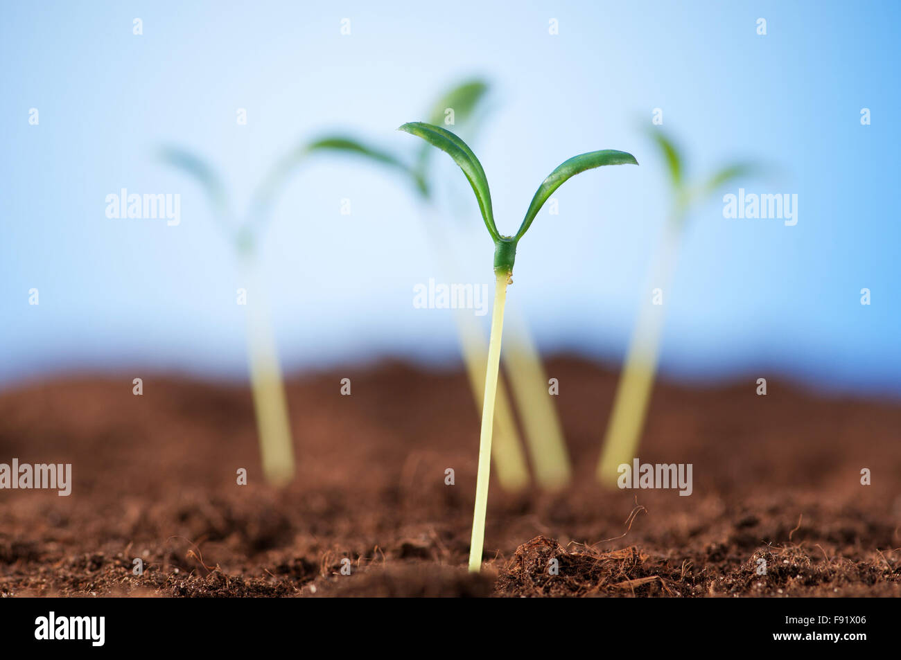 Green seedling illustrating concept of new life Stock Photo - Alamy