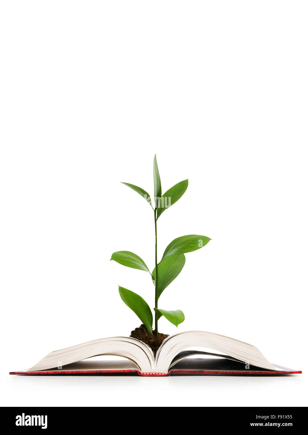 Knowledge concept - Leaves growing out of book Stock Photo - Alamy