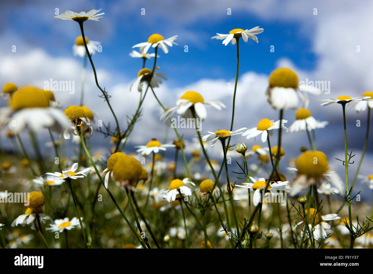 Corn Chamomile Anthemis arvensis, nice wildlife flowers blue sky Stock ...