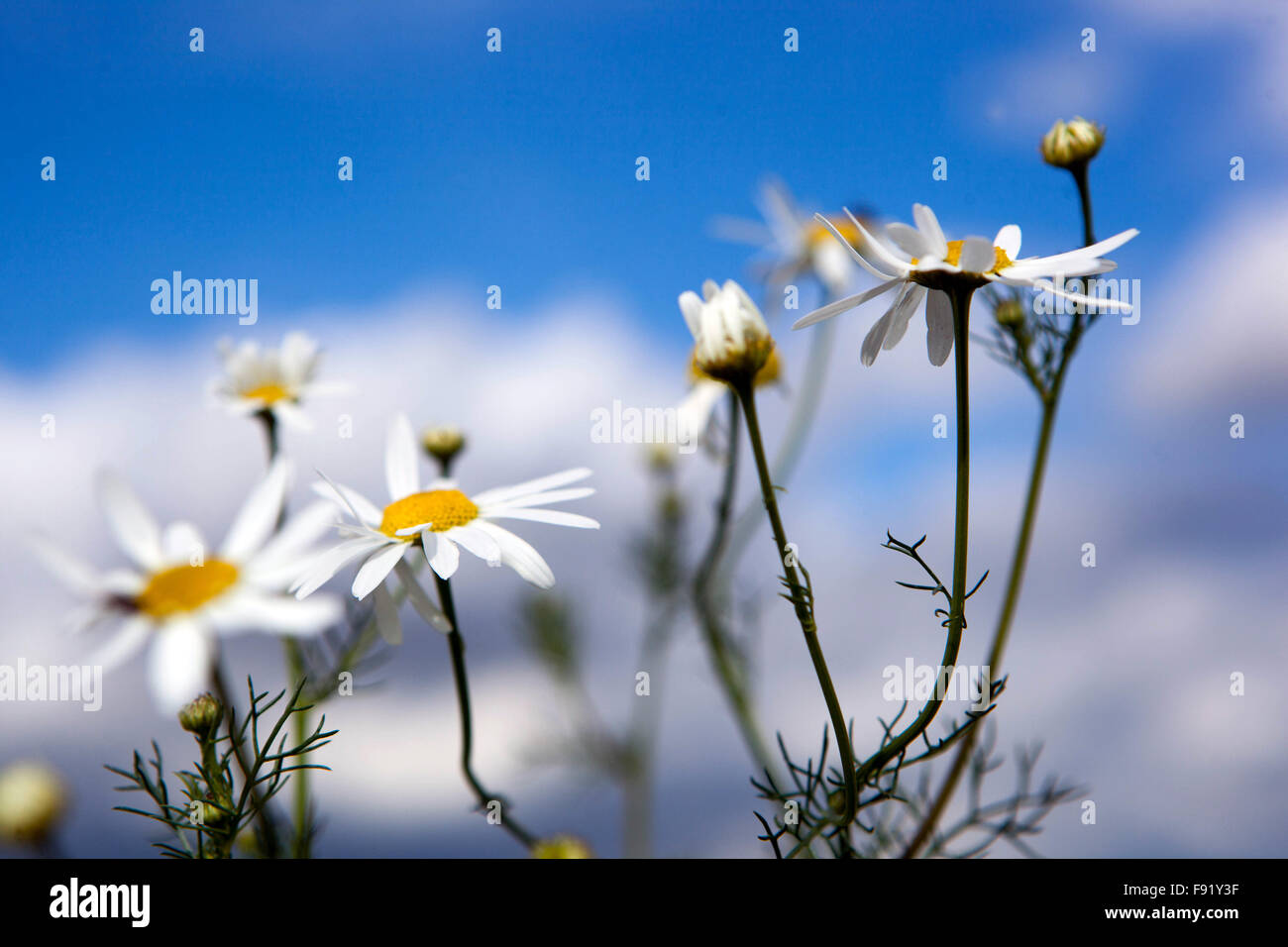 Corn Chamomile Anthemis arvensis, nice wildlife flowers blue sky Stock ...