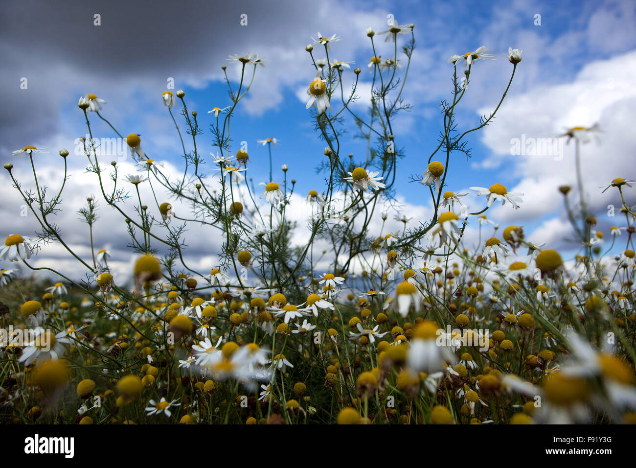 Corn Chamomile Anthemis arvensis, nice wildlife flowers blue sky Stock ...