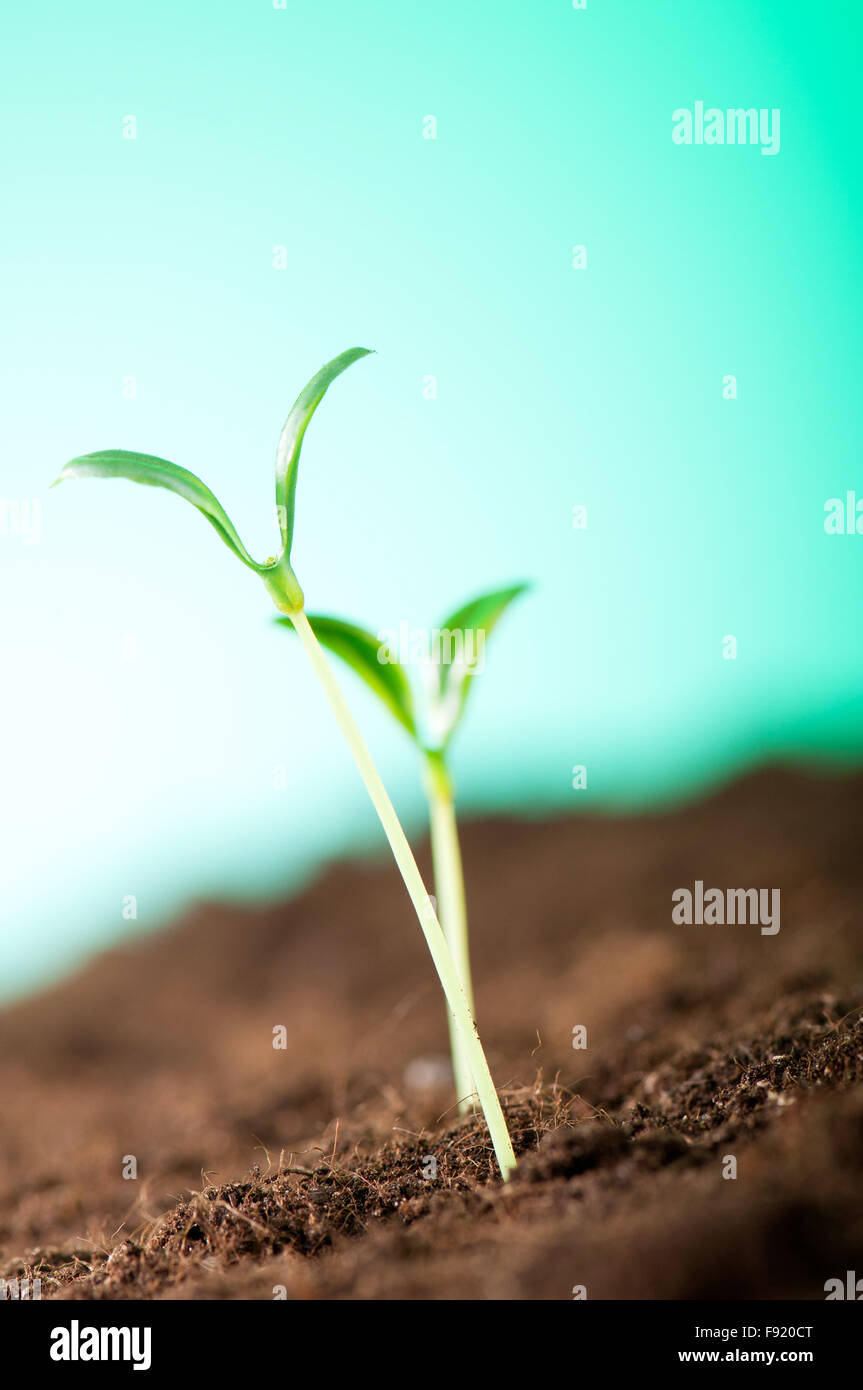 Green seedling illustrating concept of new life Stock Photo - Alamy