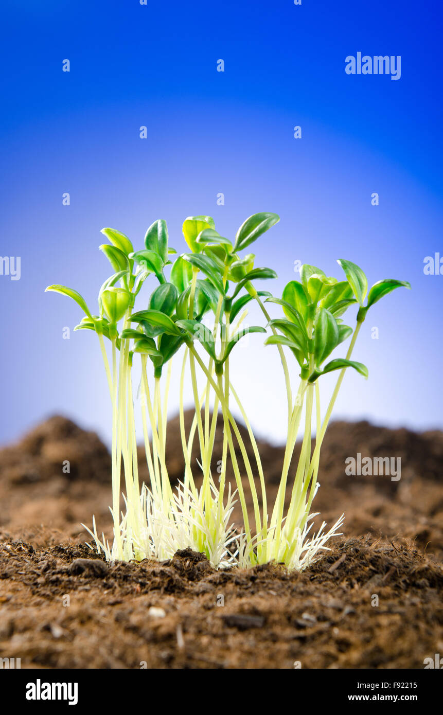 Green seedlings in new life concept Stock Photo - Alamy