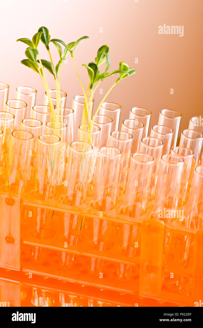 Experiment with green seedlings in the lab Stock Photo - Alamy