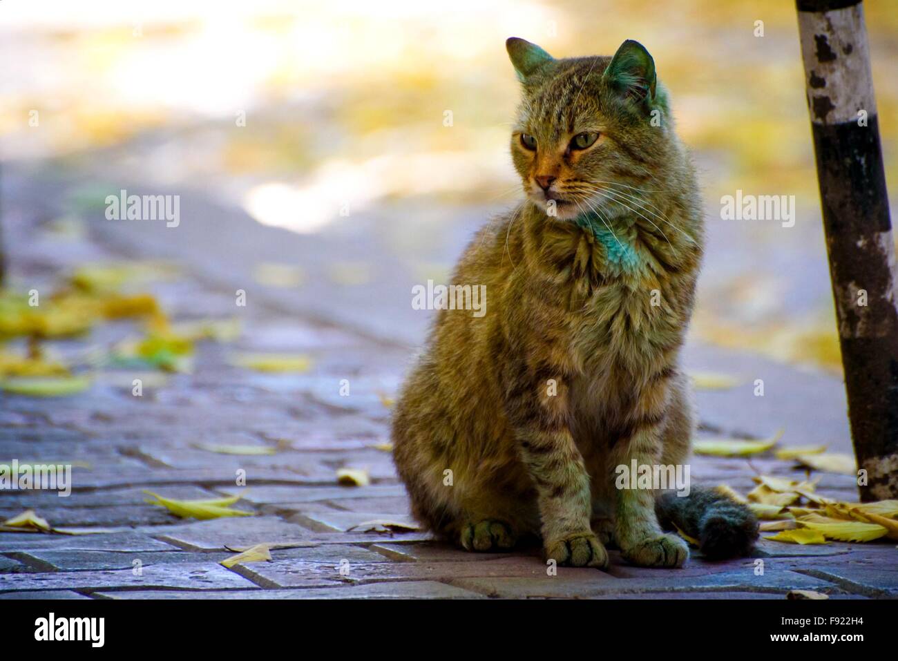 The famous green cat from the Black Sea town of Varna, Bulgaria has ...