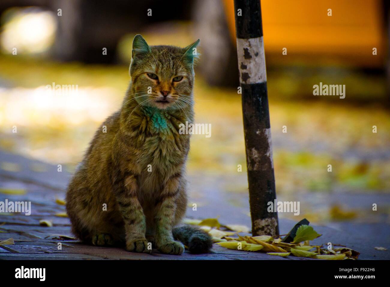 The famous green cat from the Black Sea town of Varna, Bulgaria has ...