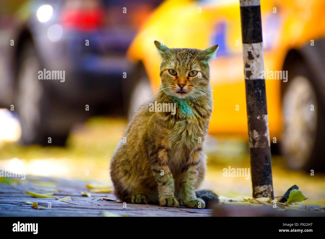 The famous green cat from the Black Sea town of Varna, Bulgaria has ...