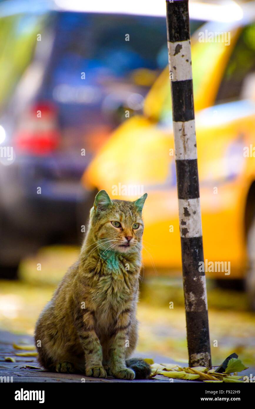 The famous green cat from the Black Sea town of Varna, Bulgaria has ...