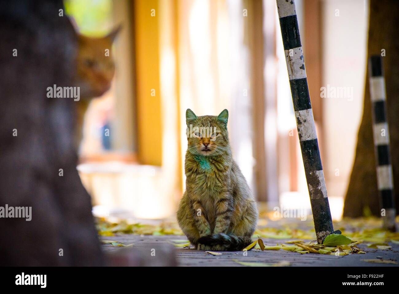 The famous green cat from the Black Sea town of Varna, Bulgaria has ...