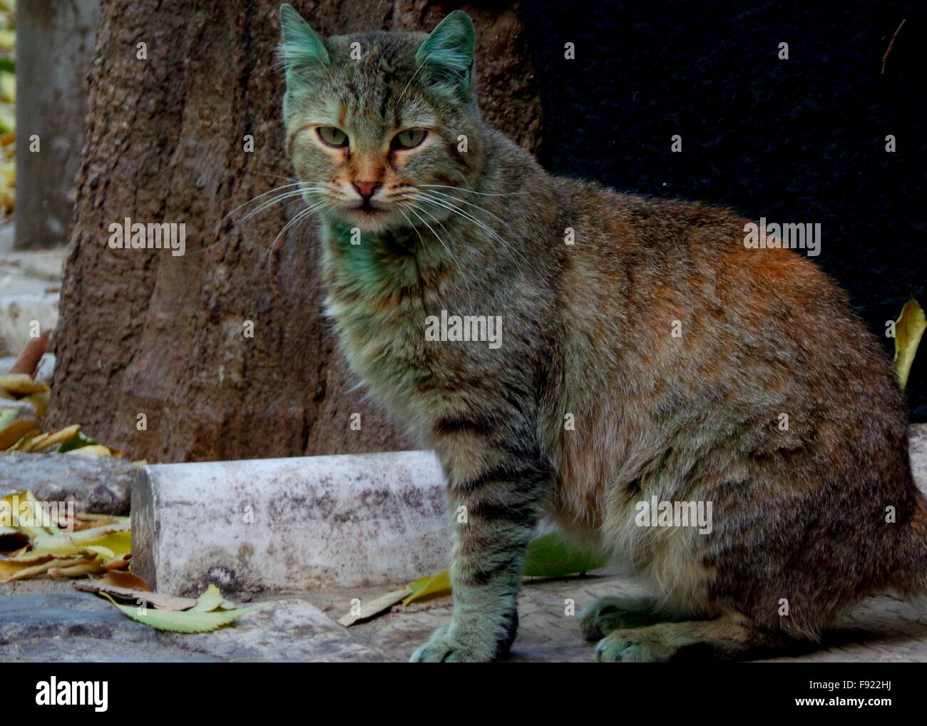 The famous green cat from the Black Sea town of Varna, Bulgaria has ...