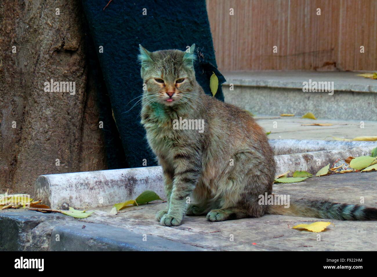 The famous green cat from the Black Sea town of Varna, Bulgaria has ...
