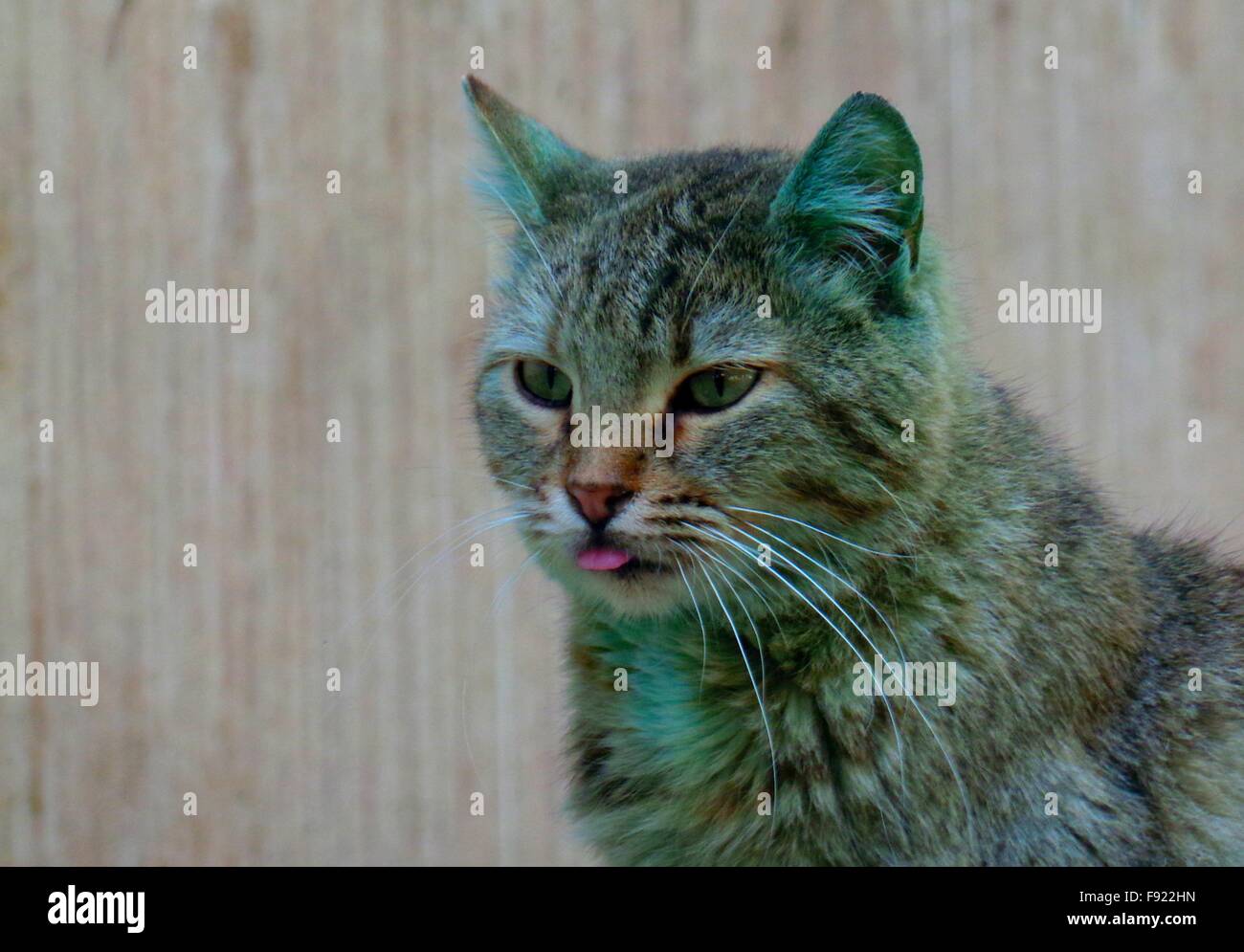 The famous green cat from the Black Sea town of Varna, Bulgaria has ...
