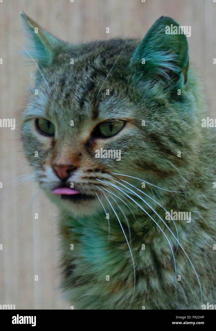 The famous green cat from the Black Sea town of Varna, Bulgaria has ...