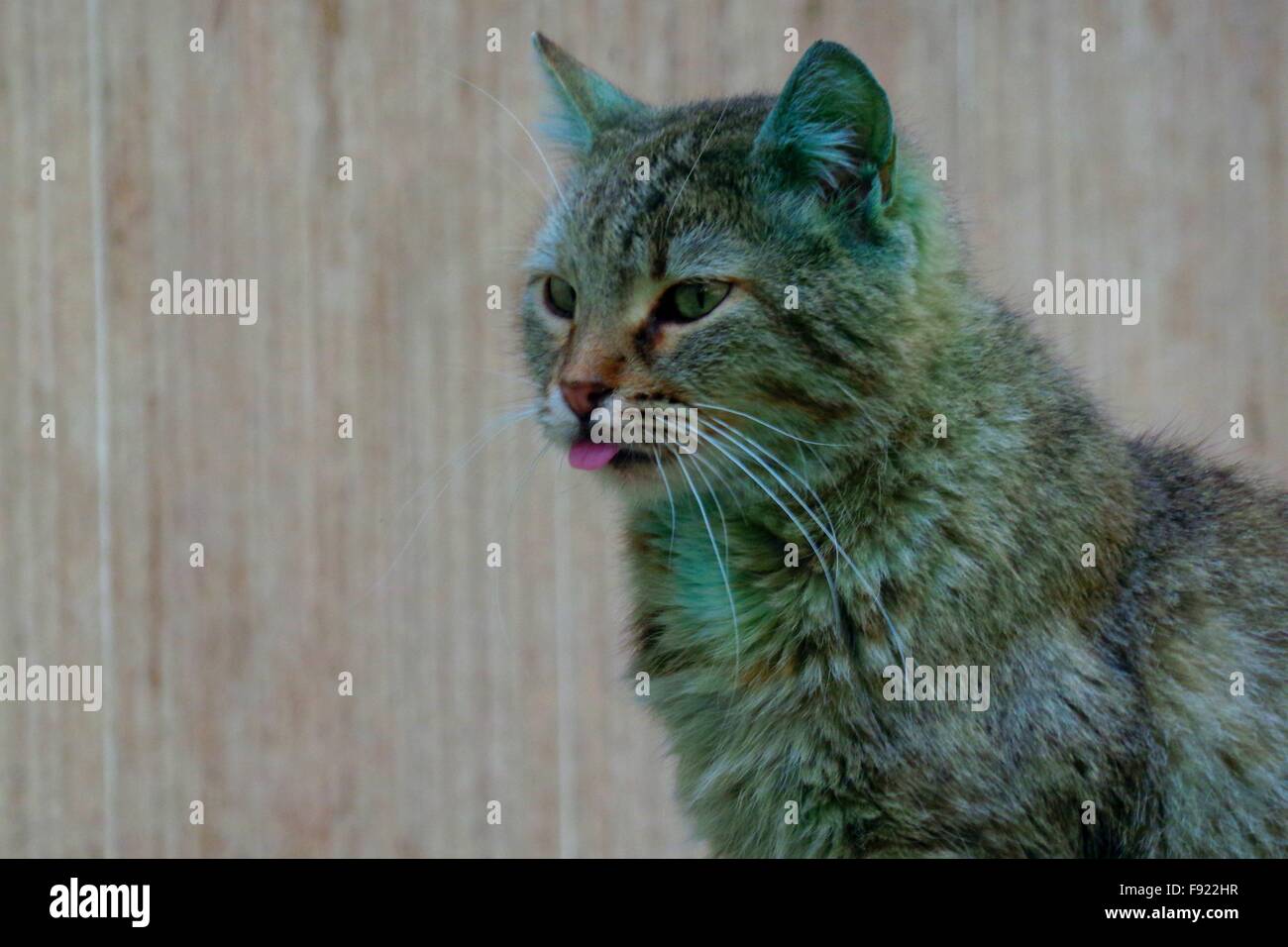 The famous green cat from the Black Sea town of Varna, Bulgaria has ...