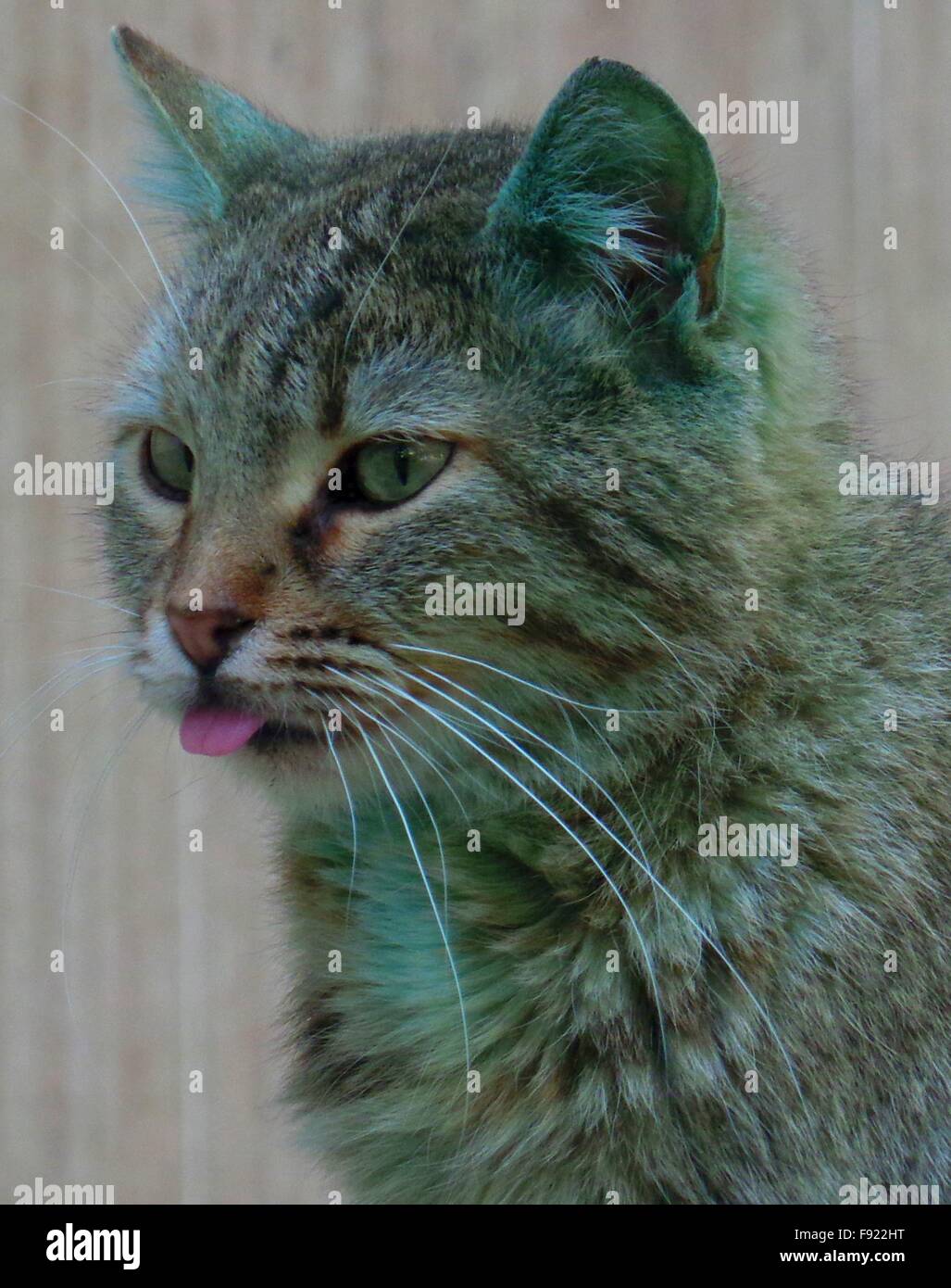 The famous green cat from the Black Sea town of Varna, Bulgaria has ...