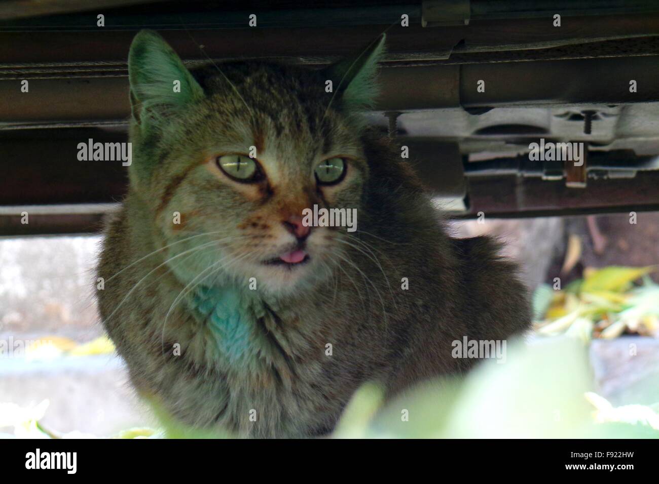 The famous green cat from the Black Sea town of Varna, Bulgaria has ...