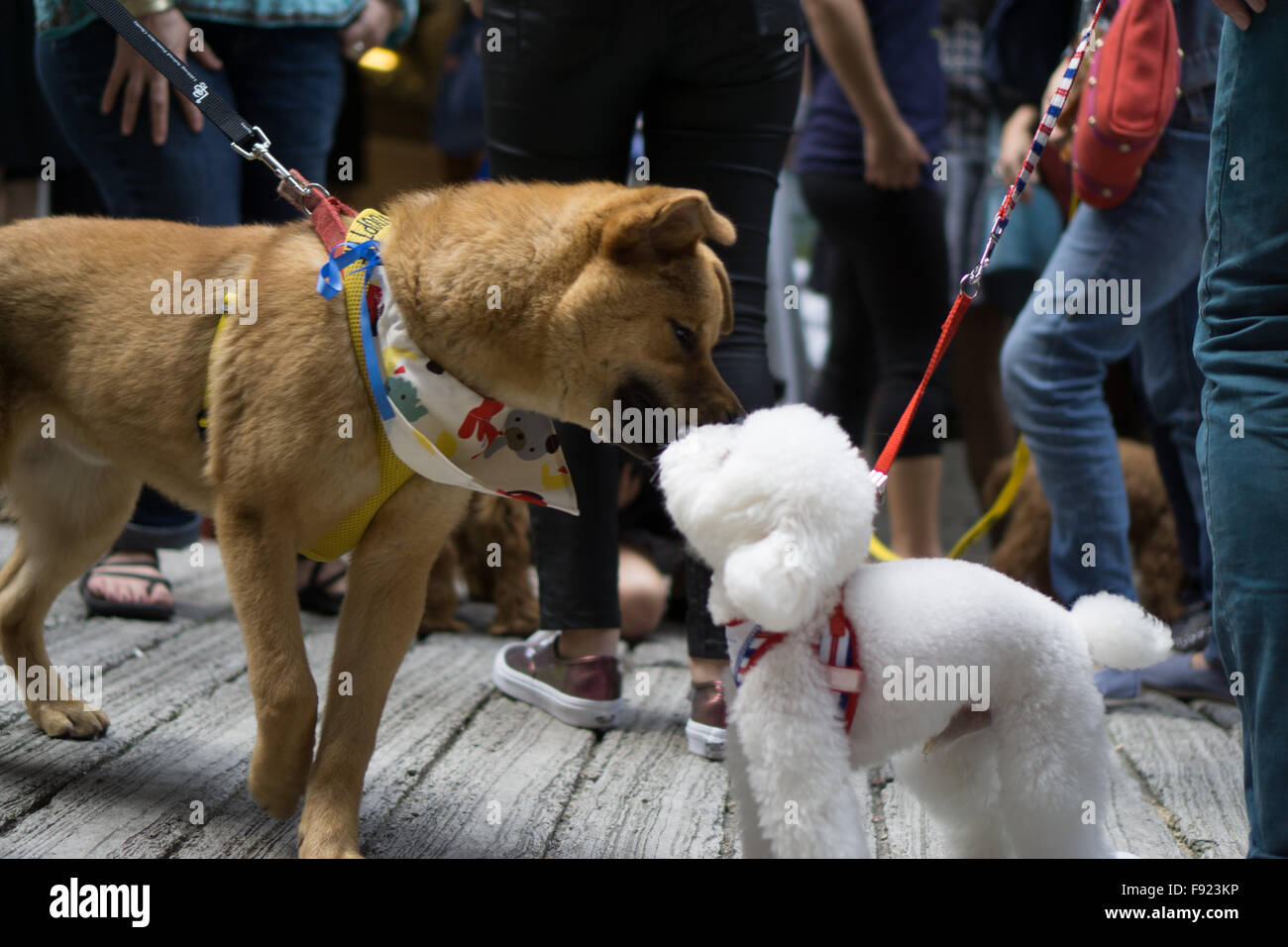 dogs kissing eachother Stock Photo - Alamy
