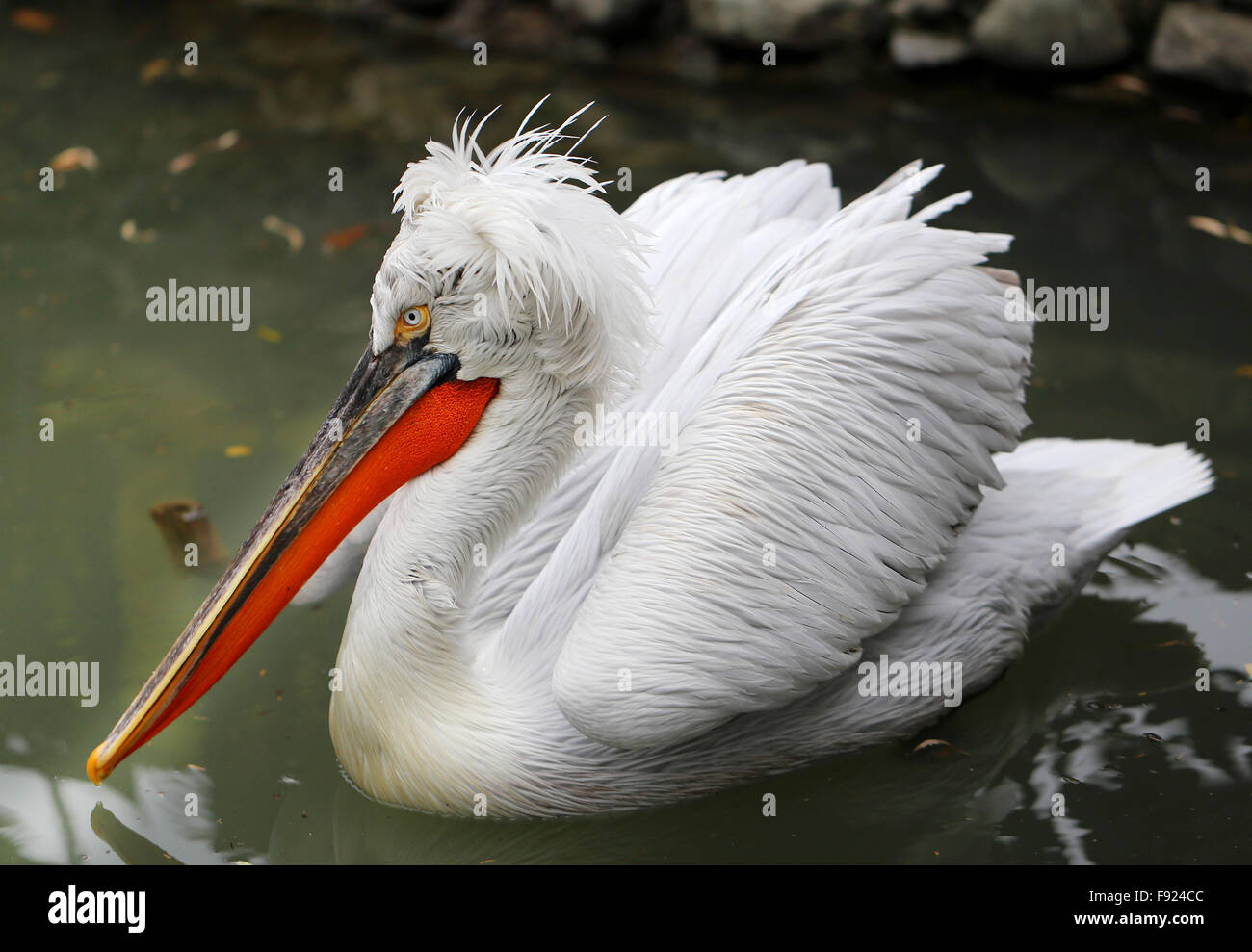 beautiful big bird pelican is photographed close-up Stock Photo - Alamy
