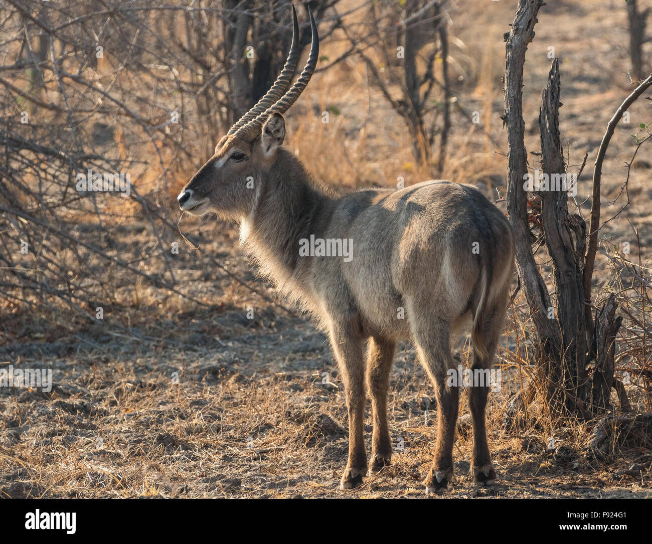 A male waterbuck (Kobus ellipsiprymnus), South Luangwa National Park ...