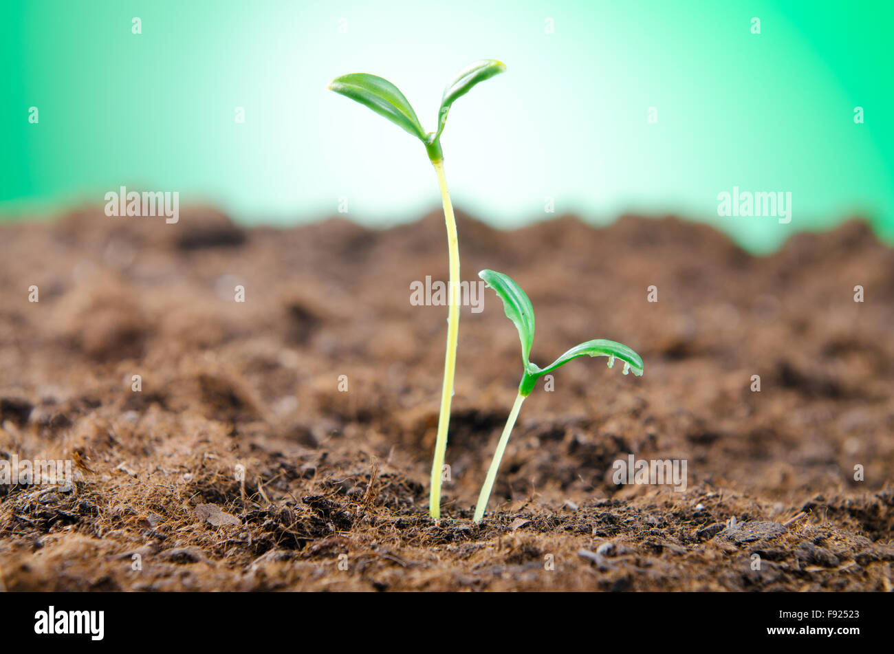 Green seedlings in new life concept Stock Photo - Alamy
