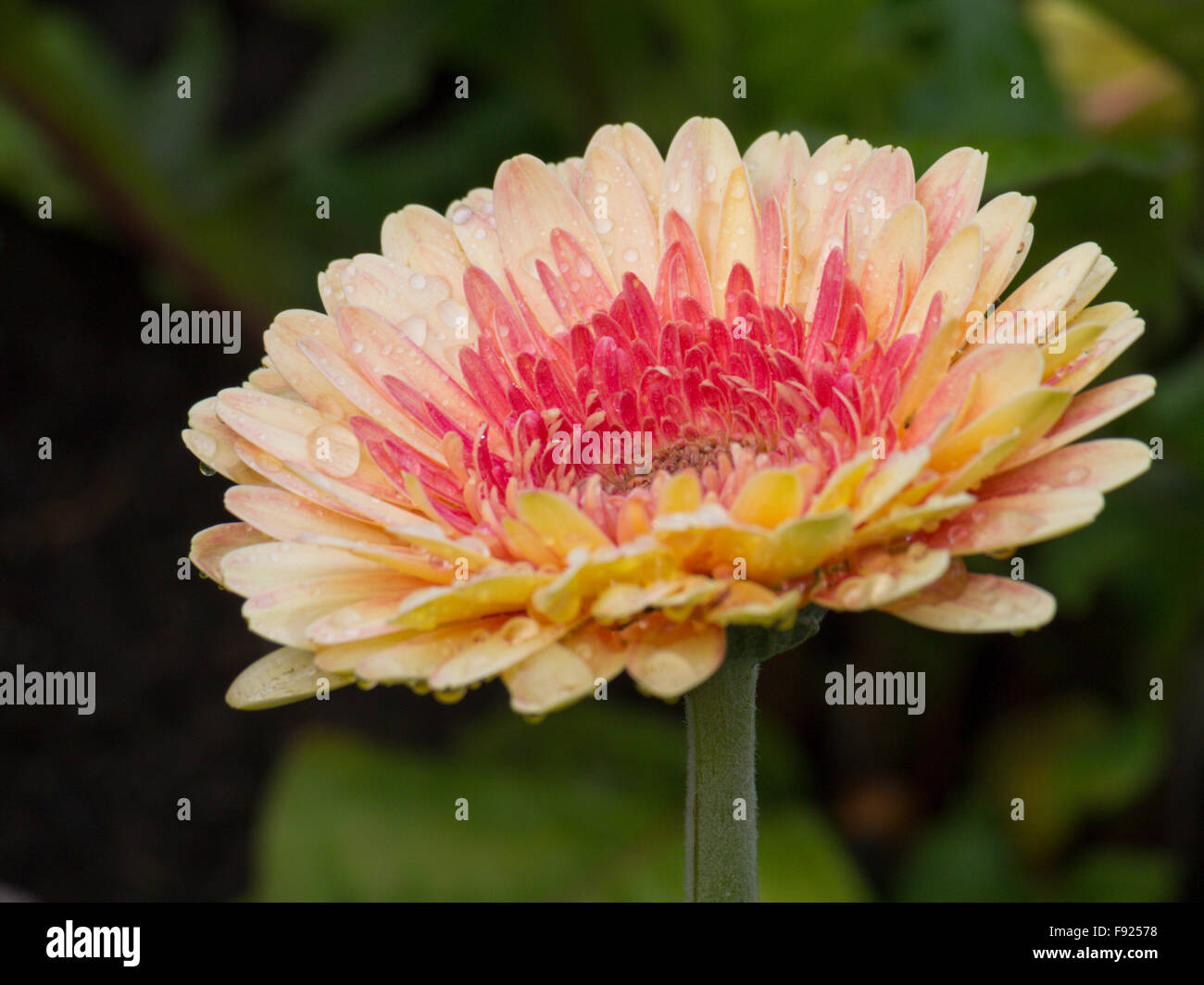 Gerbera patio hi-res stock photography and images - Alamy
