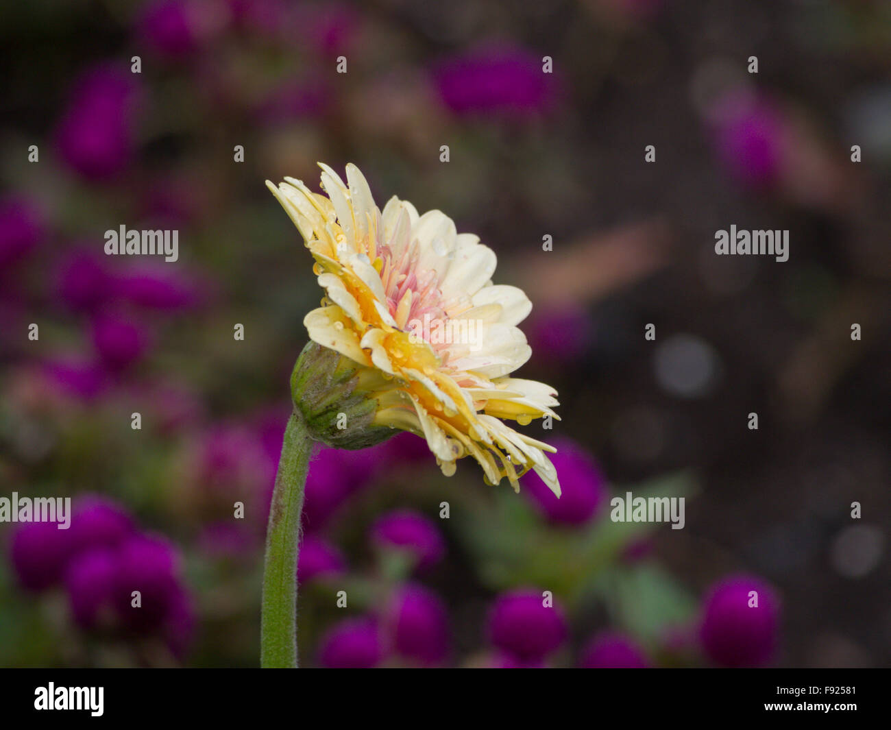 Gerbera patio hi-res stock photography and images - Alamy