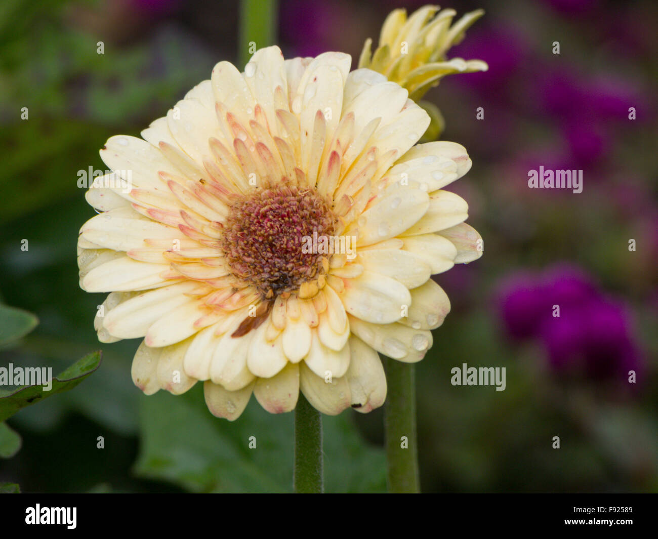 Gerbera patio hi-res stock photography and images - Alamy
