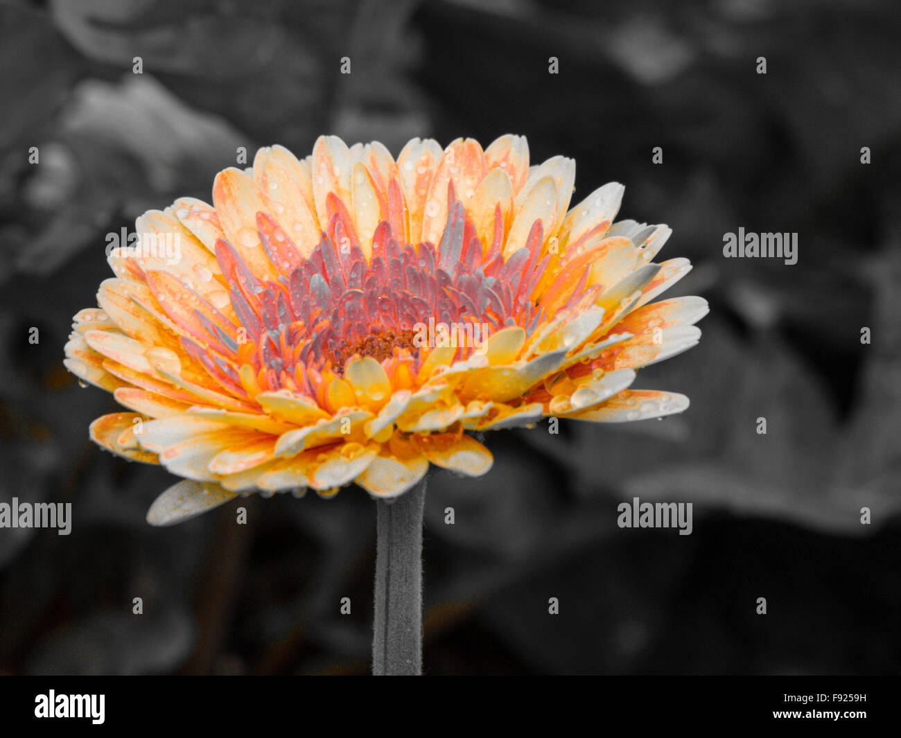 Gerbera patio hi-res stock photography and images - Alamy