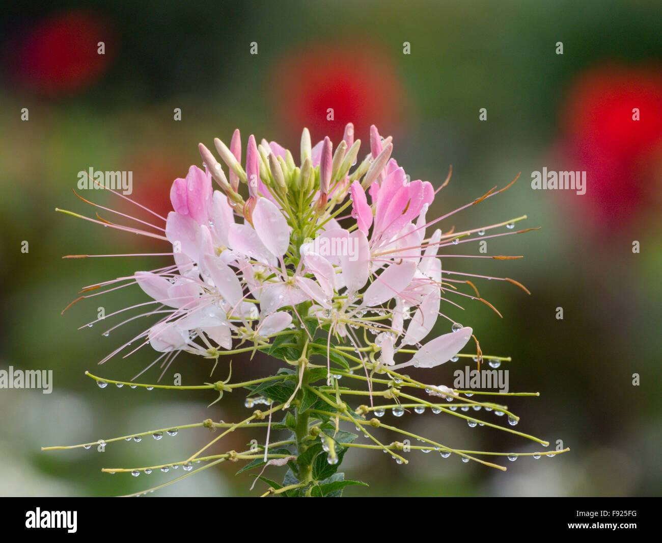 Beautiful cleome flower Stock Photo - Alamy