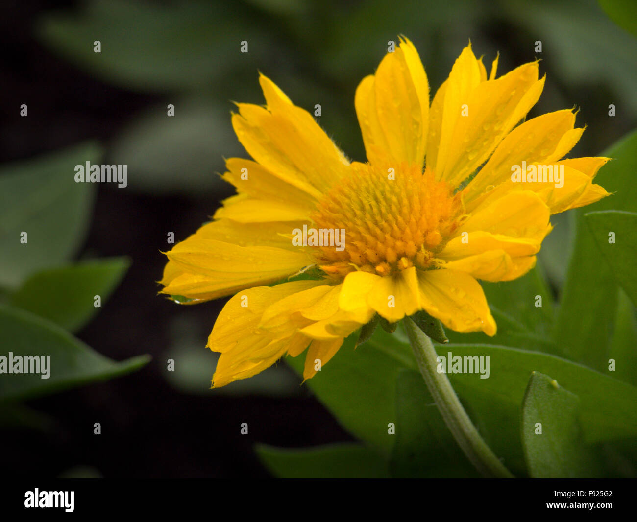 'Mesa Yellow' Gaillardia Stock Photo - Alamy