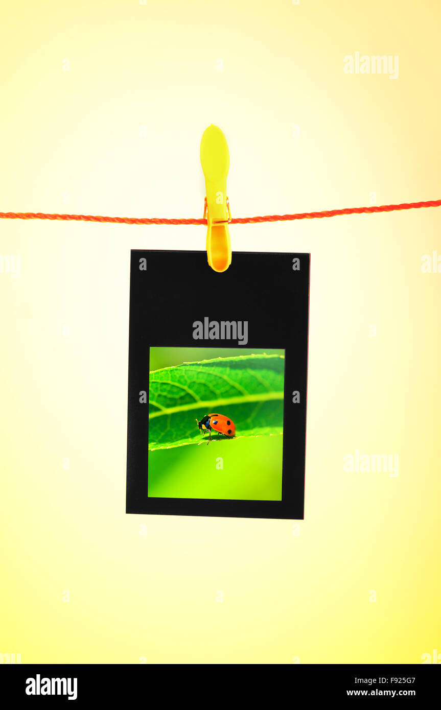 Ladybug on the hanging photo Stock Photo - Alamy