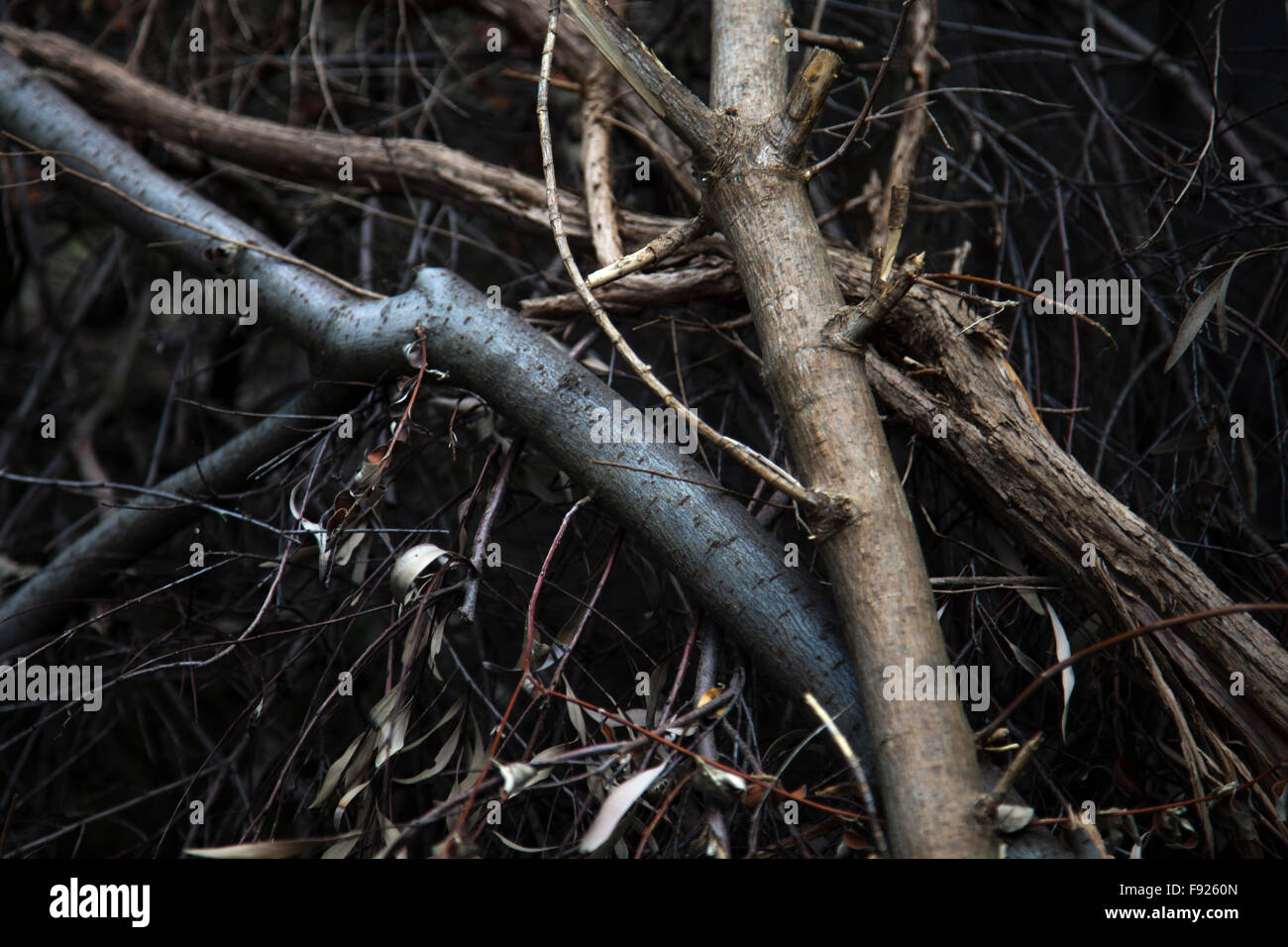 Dead tree laying on the floor hi-res stock photography and images - Alamy
