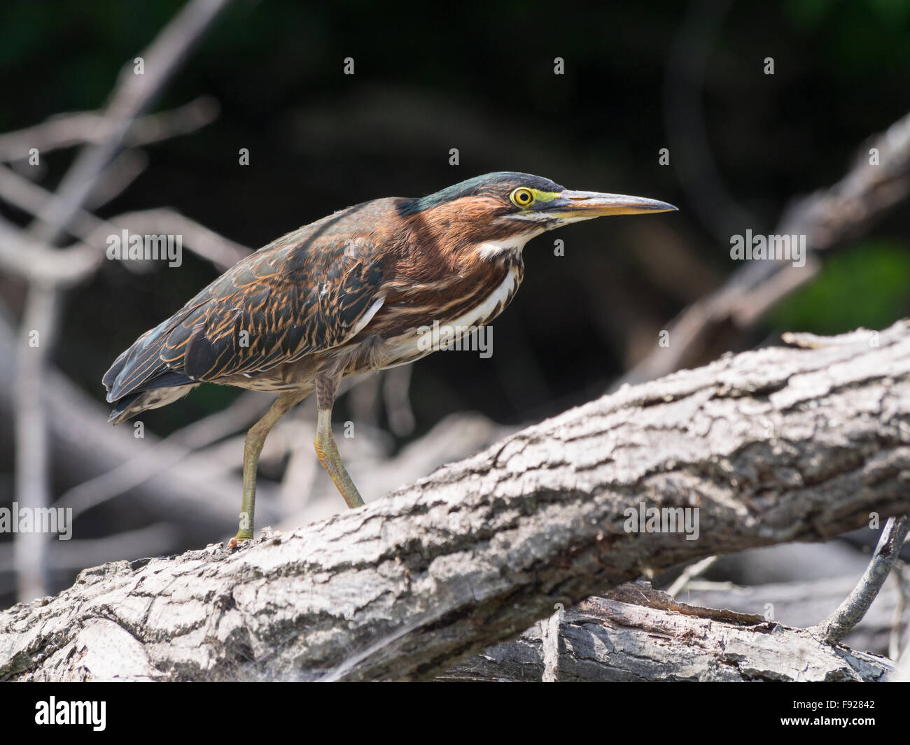 Heron vert hi-res stock photography and images - Alamy
