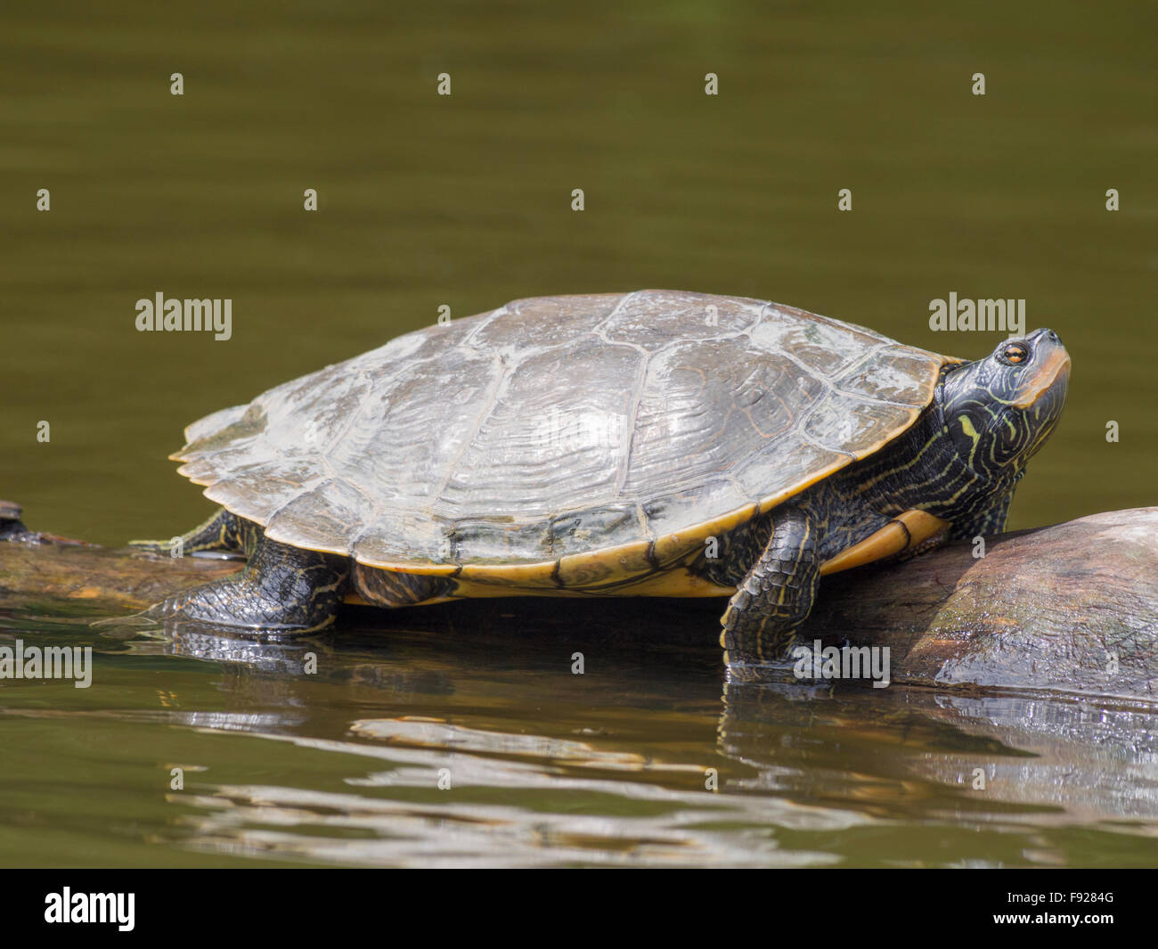 Turtle on a tree Stock Photo - Alamy