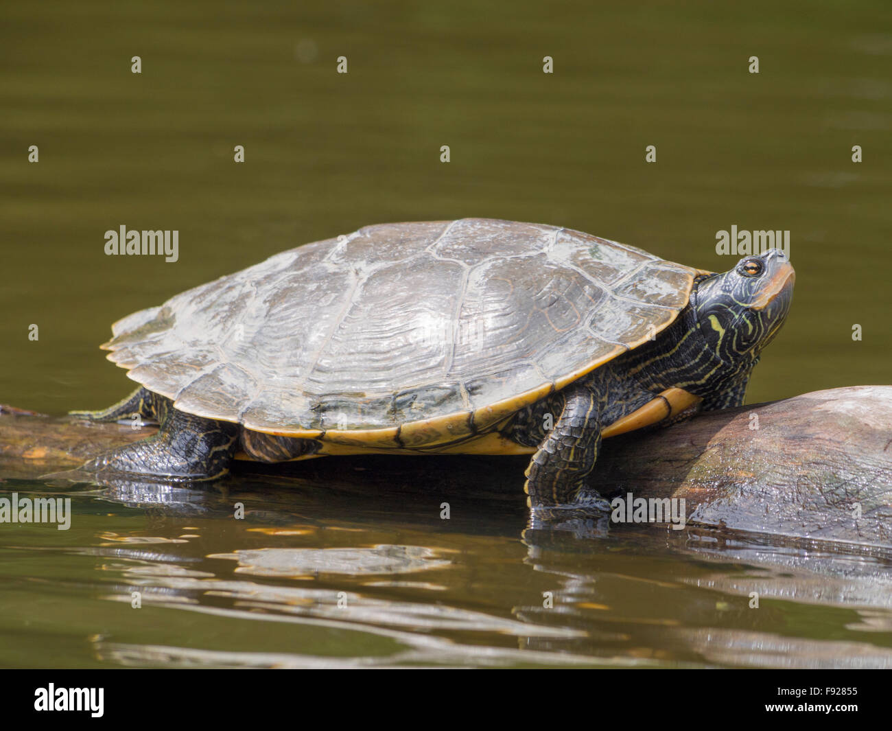 Turtle on a tree Stock Photo - Alamy