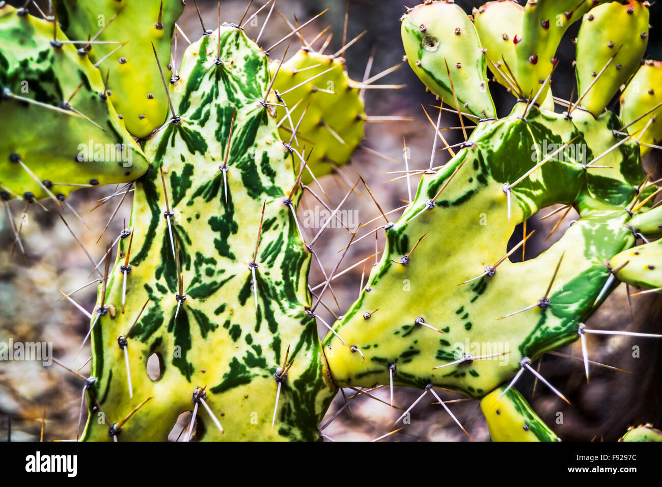 The Arid Garden, Collection of cacti in Royal Botanic Gardens ...