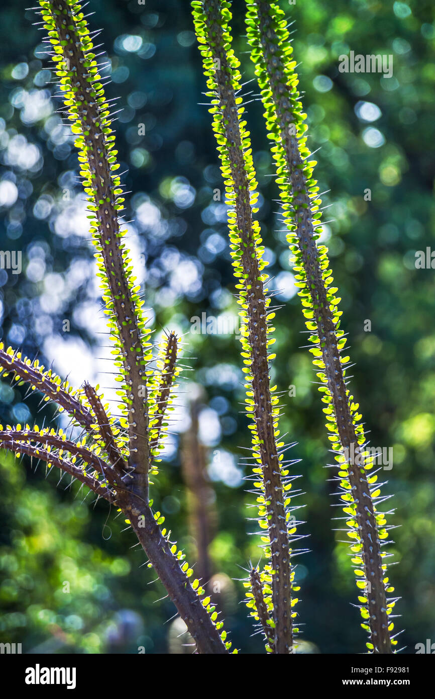The Arid Garden, Collection of cacti in Royal Botanic Gardens ...