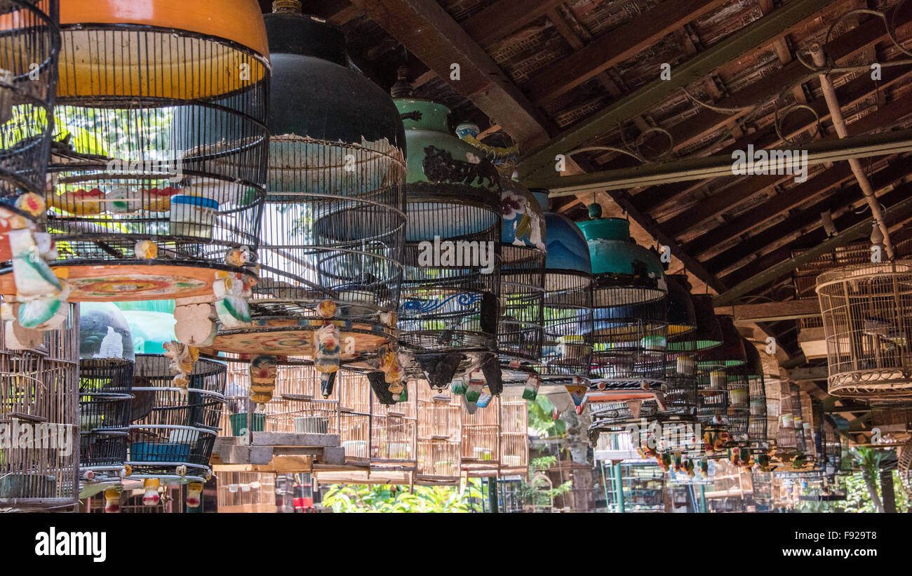 Wild Bird cages, Pasar Ngasem Bird Market, Yogyakarta, Java, Indonesia ...