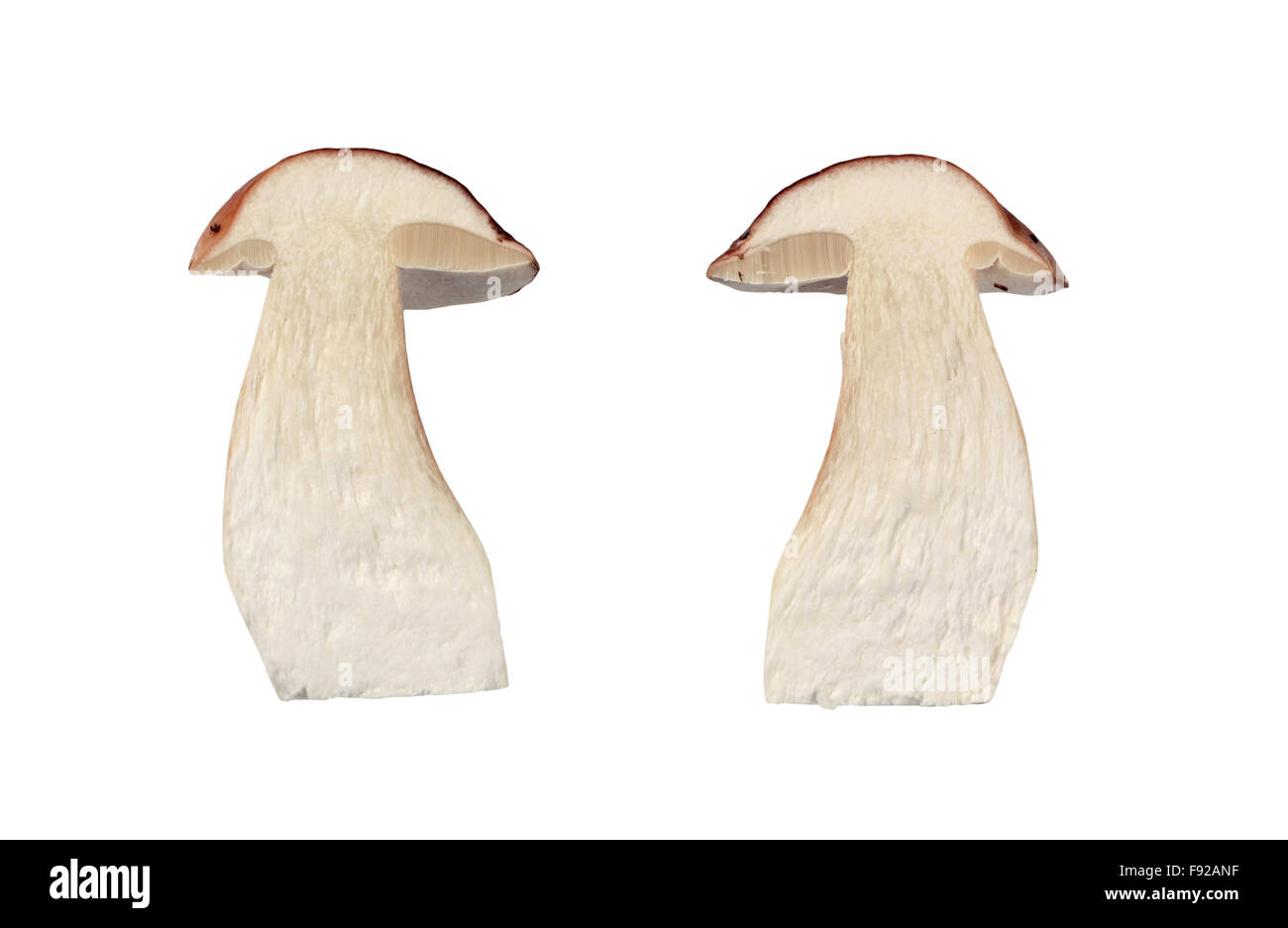 Mushroom cut in half hi-res stock photography and images - Alamy