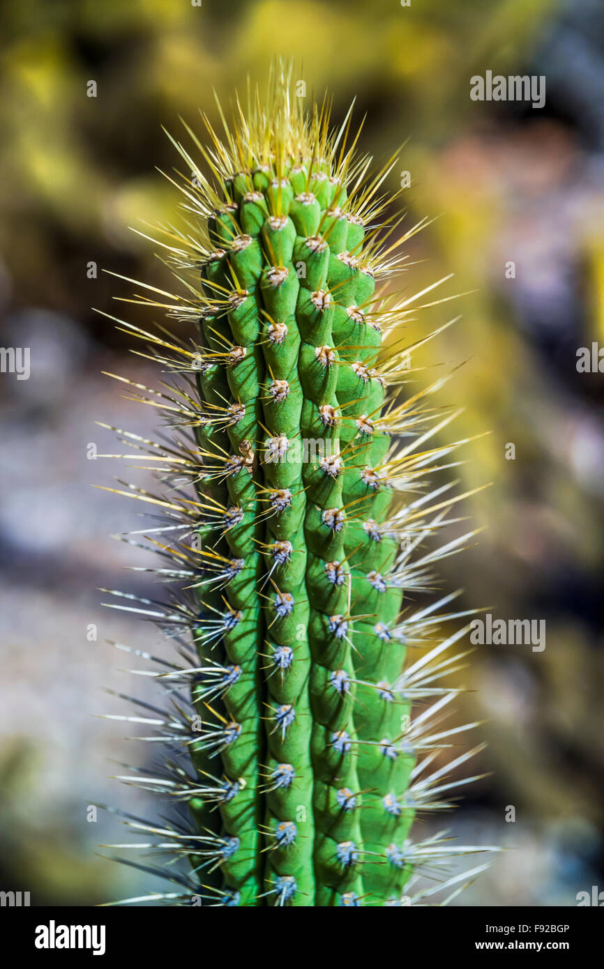 The Arid Garden, Collection of cacti in Royal Botanic Gardens ...
