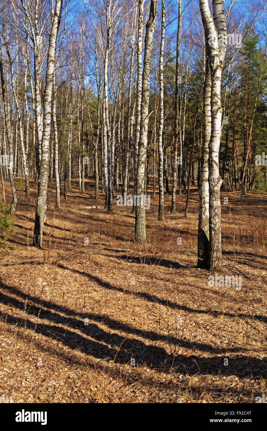 Spring forest landscape with birch trees Stock Photo - Alamy