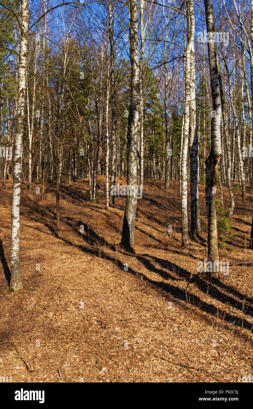 Spring forest landscape with birch trees Stock Photo - Alamy