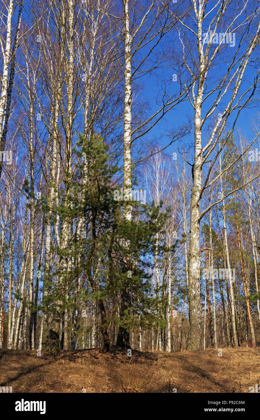 Spring forest landscape with pines and birch trees Stock Photo - Alamy
