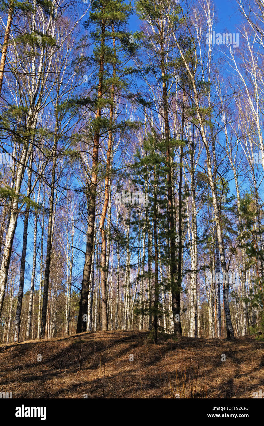 Spring forest landscape with pines and birch trees Stock Photo - Alamy