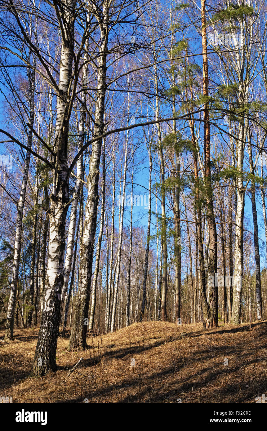 Spring forest landscape with pines and birch trees Stock Photo - Alamy