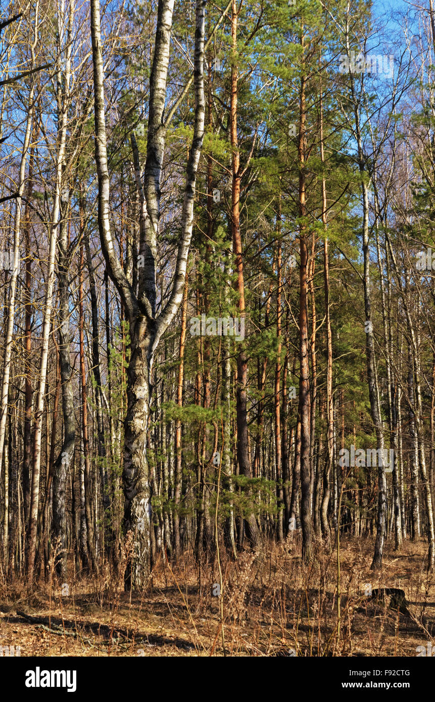 Spring forest landscape with pines and birch trees Stock Photo - Alamy