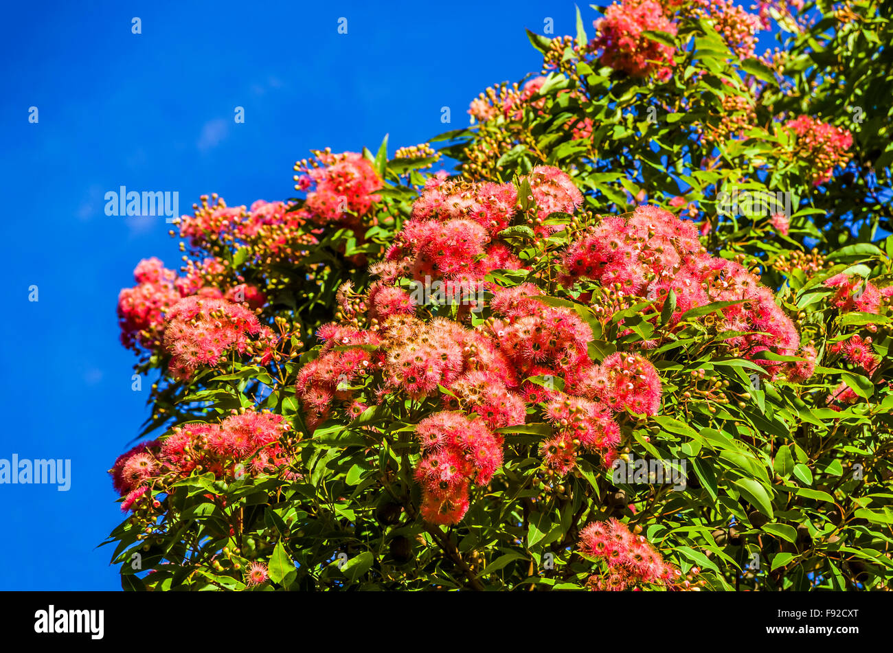 Close up of flower inside the Royal Botanic Gardens, Melbourne ...