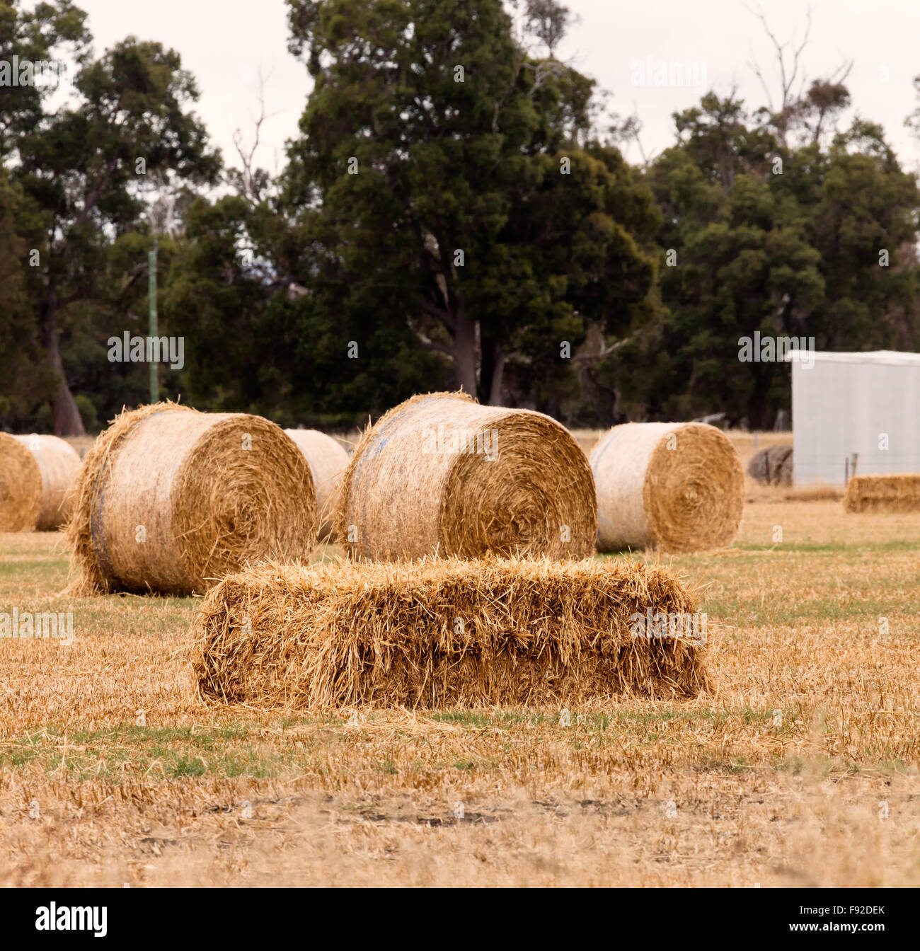 hay bales Straw and Stubble Summer Australia Stock Photo - Alamy